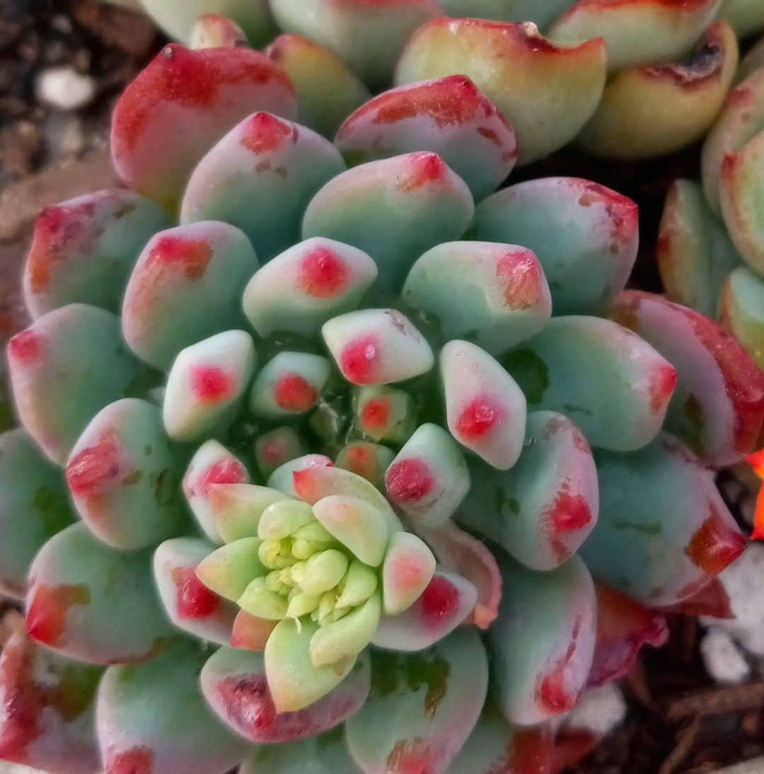 Sedeveria "blue Elf" | 2.5 Inch Succulent Plant - Etsy