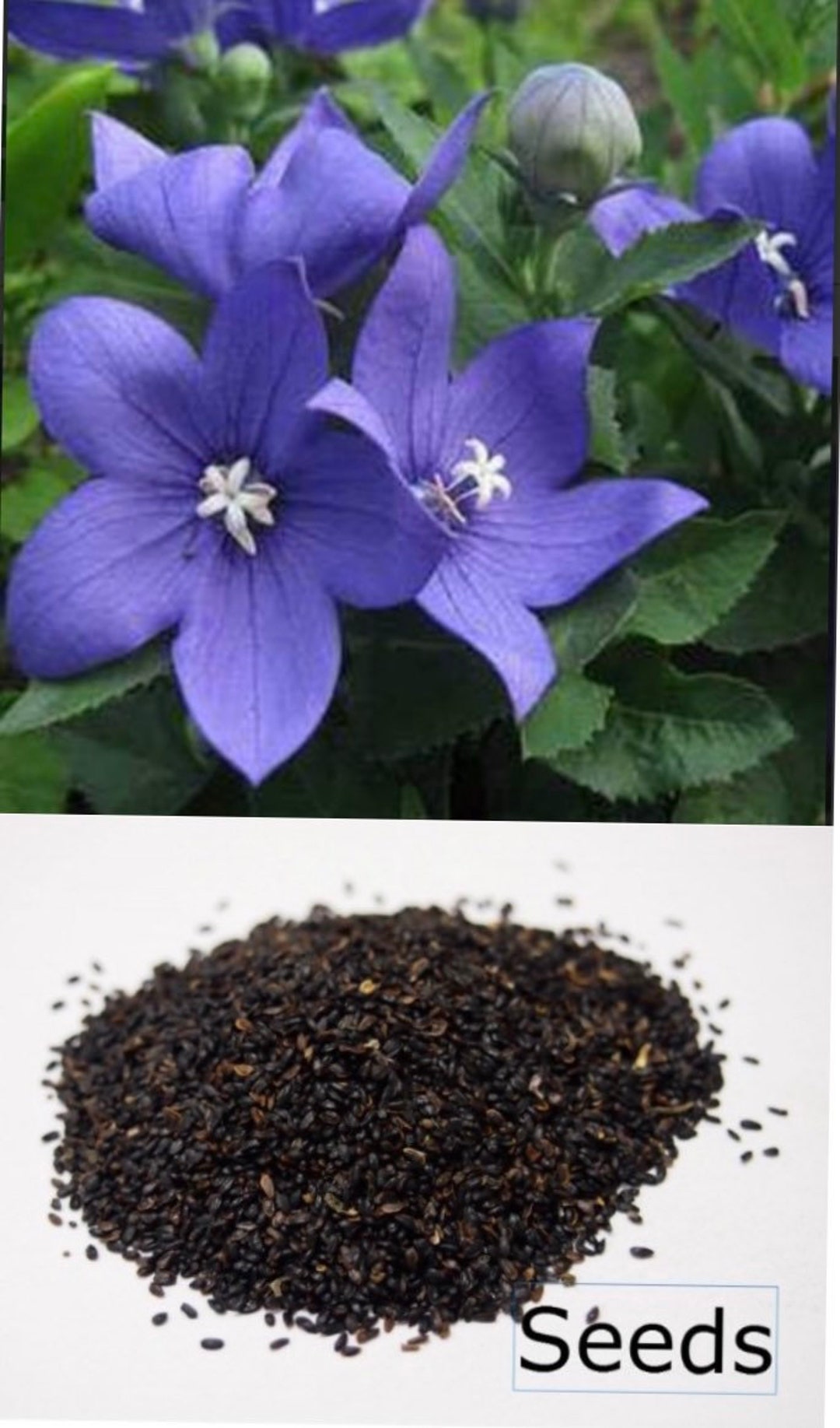 Blue Balloon (platycodon) Flower Seeds - Etsy
