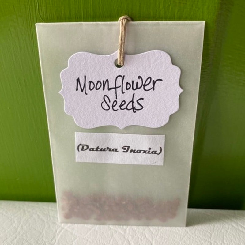 Moon Flower Seeds - Etsy