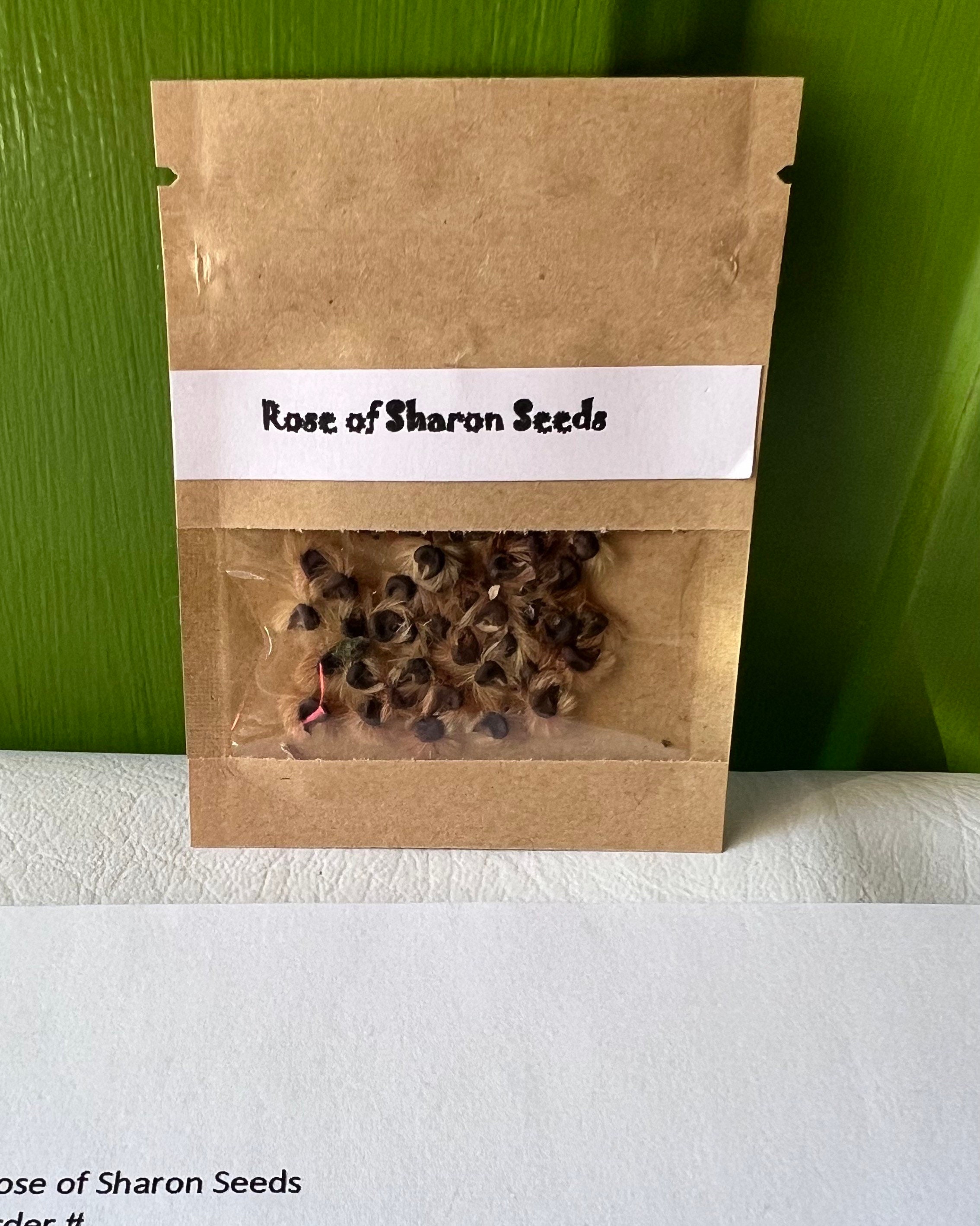 What Do Rose Seeds Look Like