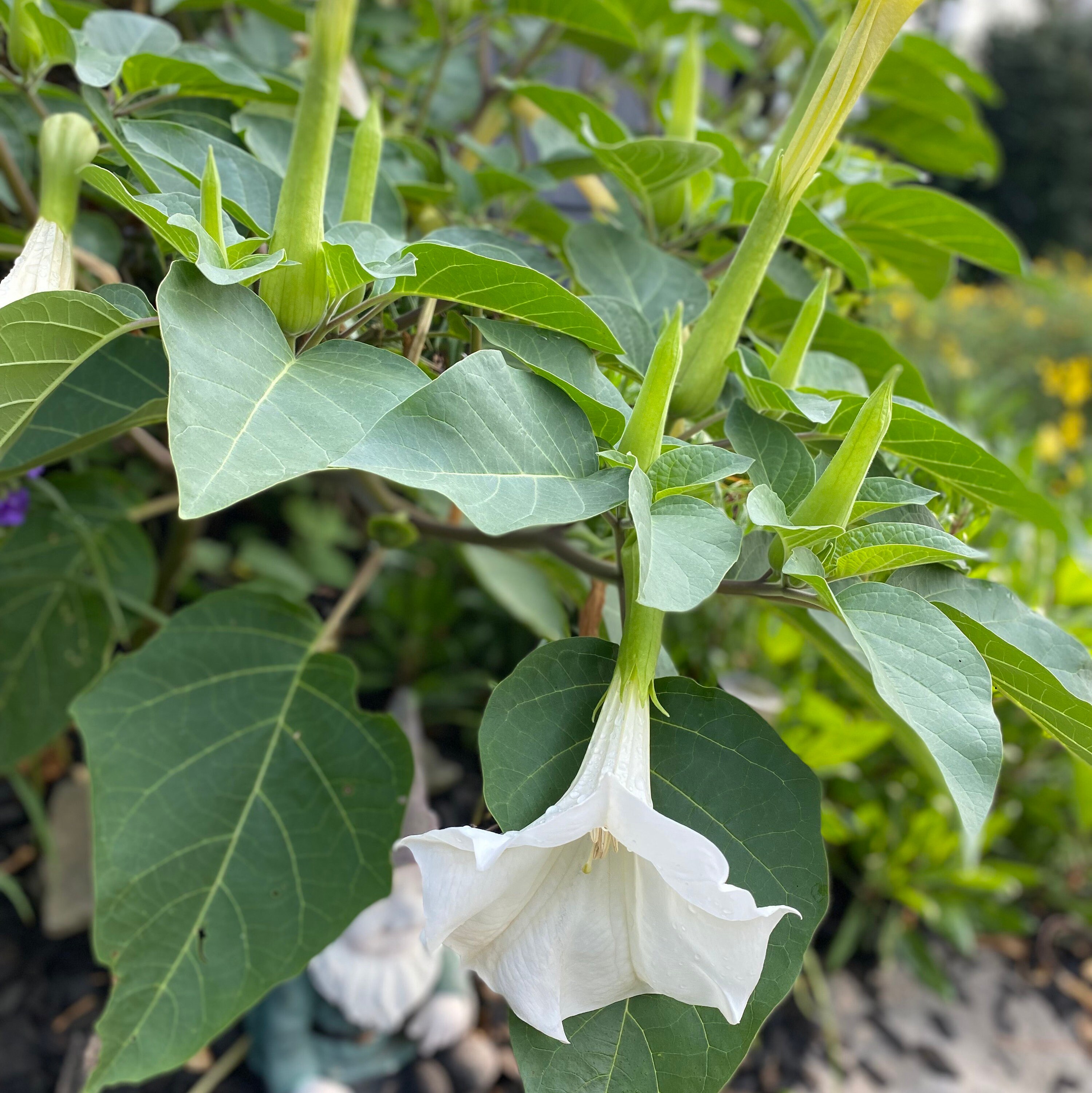 Moonflower Datura Inoxia Seeds angel Trumpet Seeds Select - Etsy