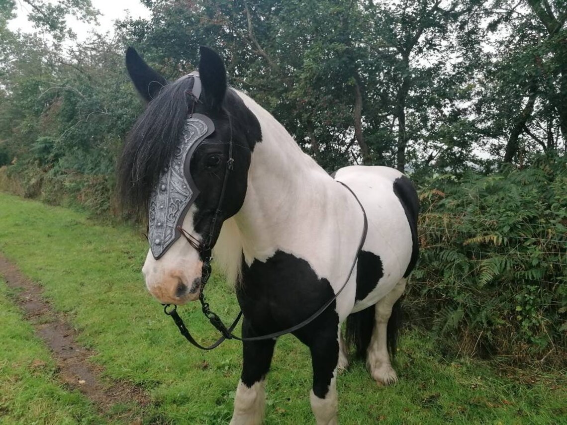 Horse Armour Lightweight Shaffron - Etsy