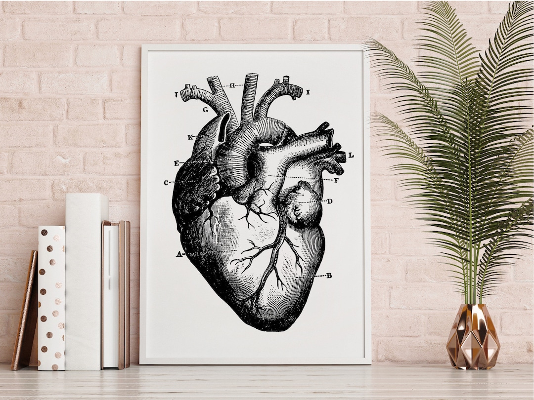 Heart Anatomical Illustration Print, Black and White Wall Art ...