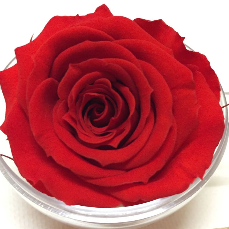 Timeless Rose Keychain - Red - Etsy