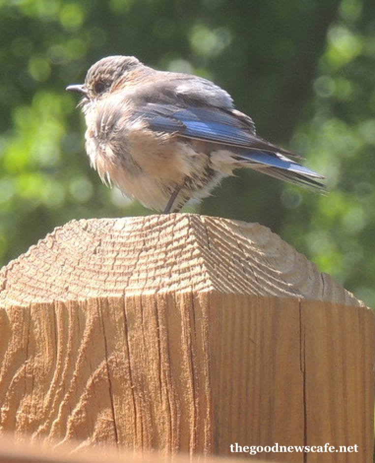 Bird Pictures Screensavers for Bird Lovers - Etsy