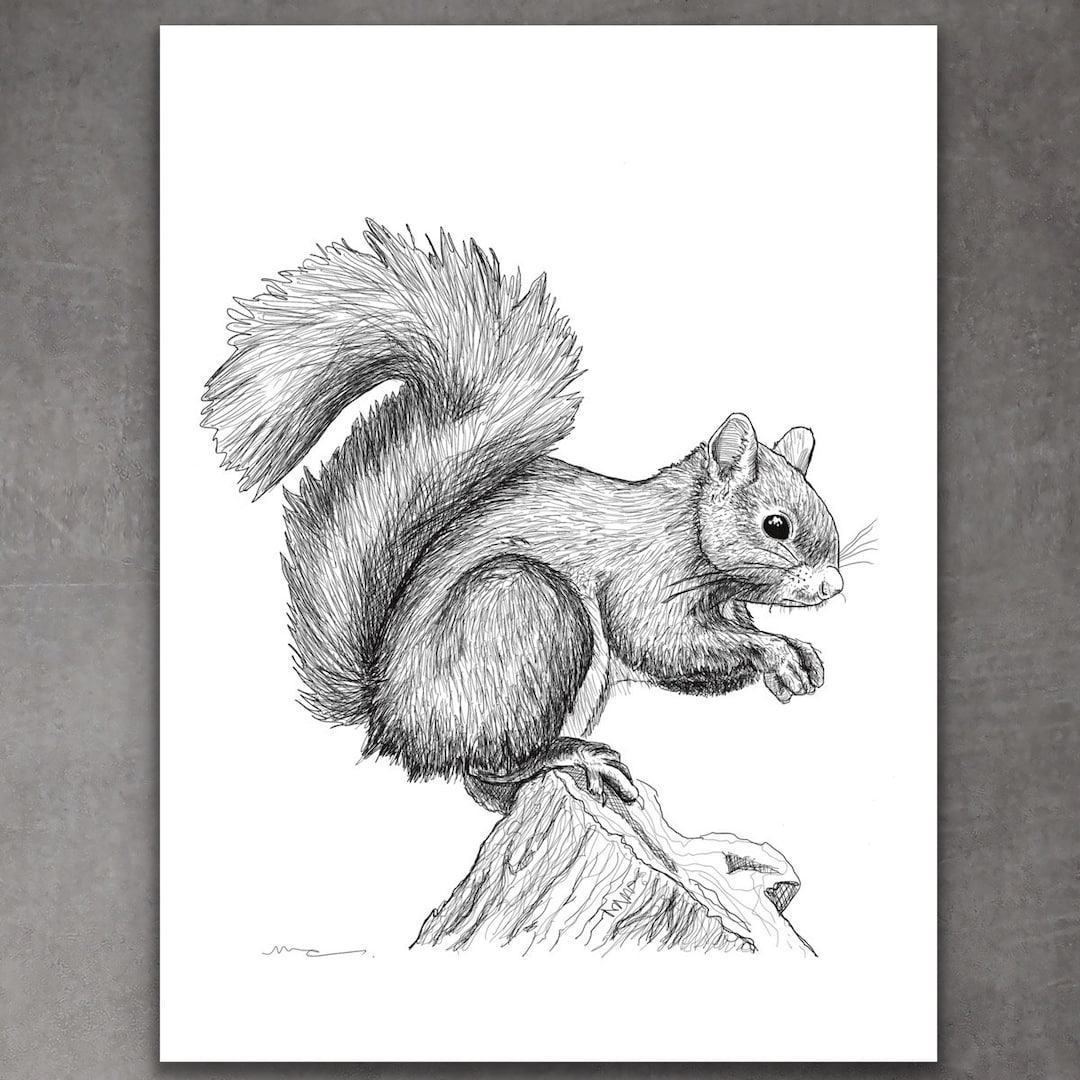 Squirrel PRINT Art Pen Ink Drawing Squirrels Nature Wildlife Artwork ...