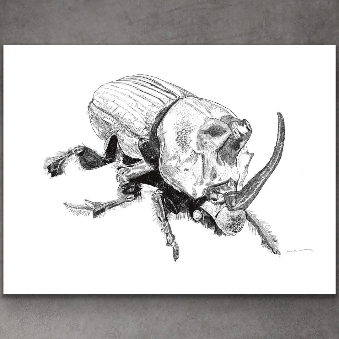 Beetle Bug PRINT Art Pen Ink Drawing Beetles Nature Wildlife Artwork ...