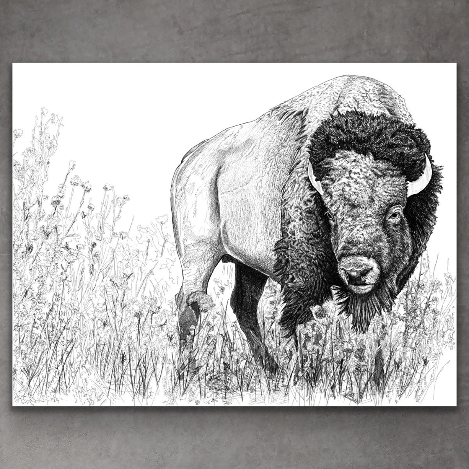 Buffalo PRINT Art Pen Ink Drawing Southwest Nature Wildlife Artwork ...