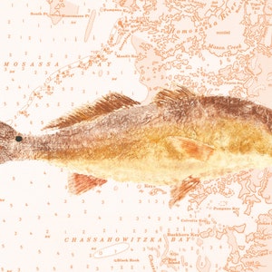 Redfish Fish Print - Etsy