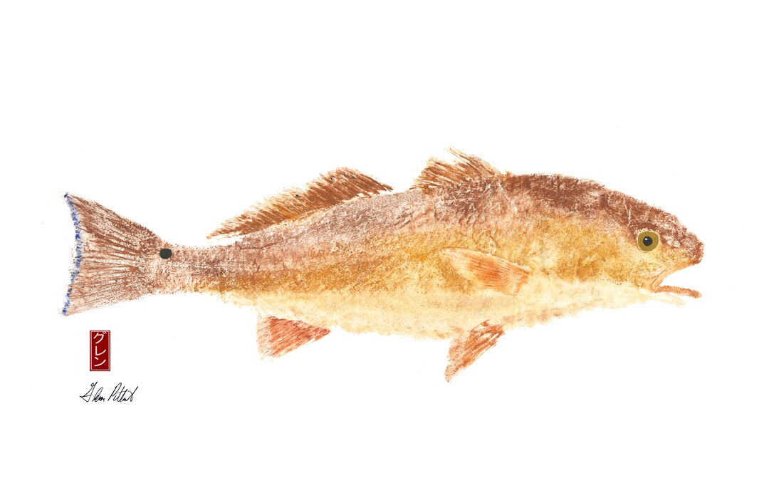 Redfish Fish Print - Etsy
