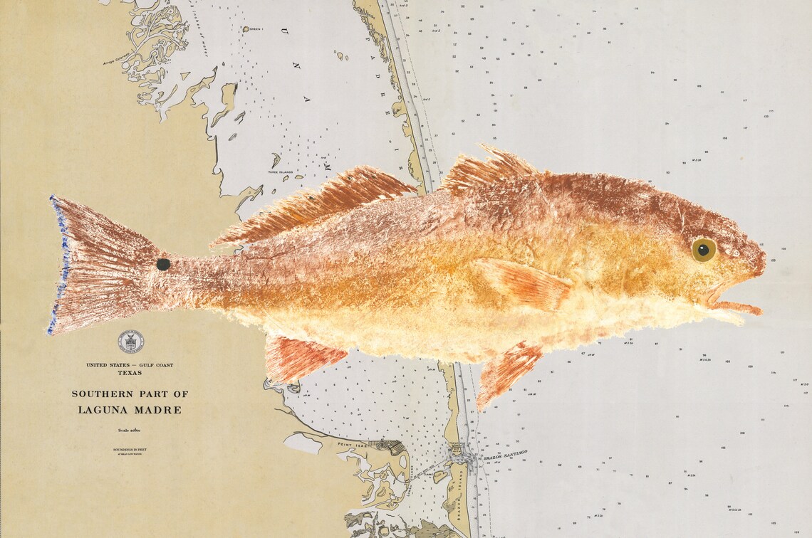 Redfish Fish Print - Etsy