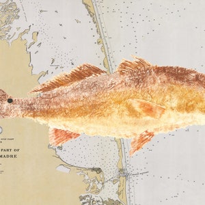 Redfish Fish Print - Etsy
