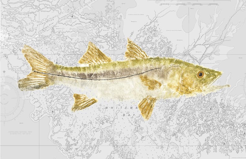 Snook Fish Print - Etsy