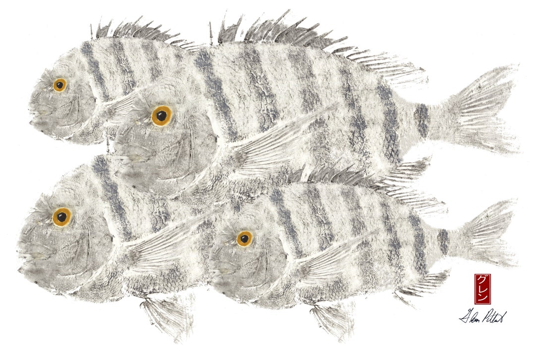 Sheepshead School Fish Print - Etsy
