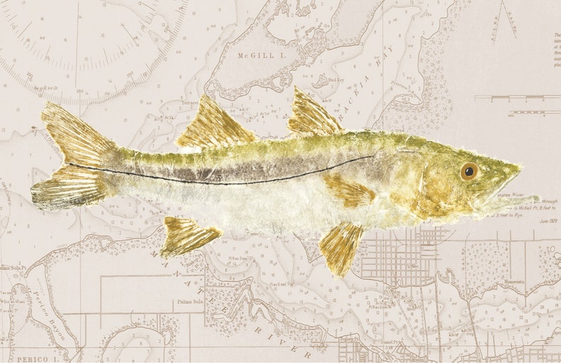 Snook Fish Print - Etsy