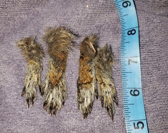 Squirrel Feet - Etsy