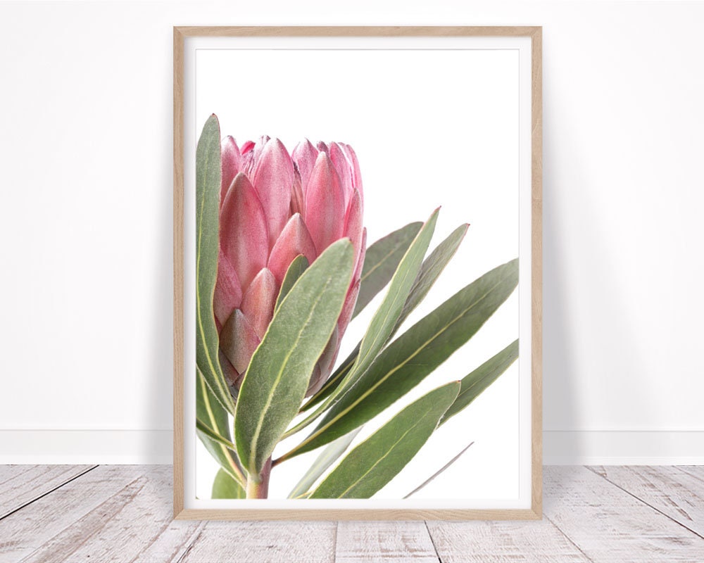 Protea Print Digital Download Flower Wall Art Australian | Etsy