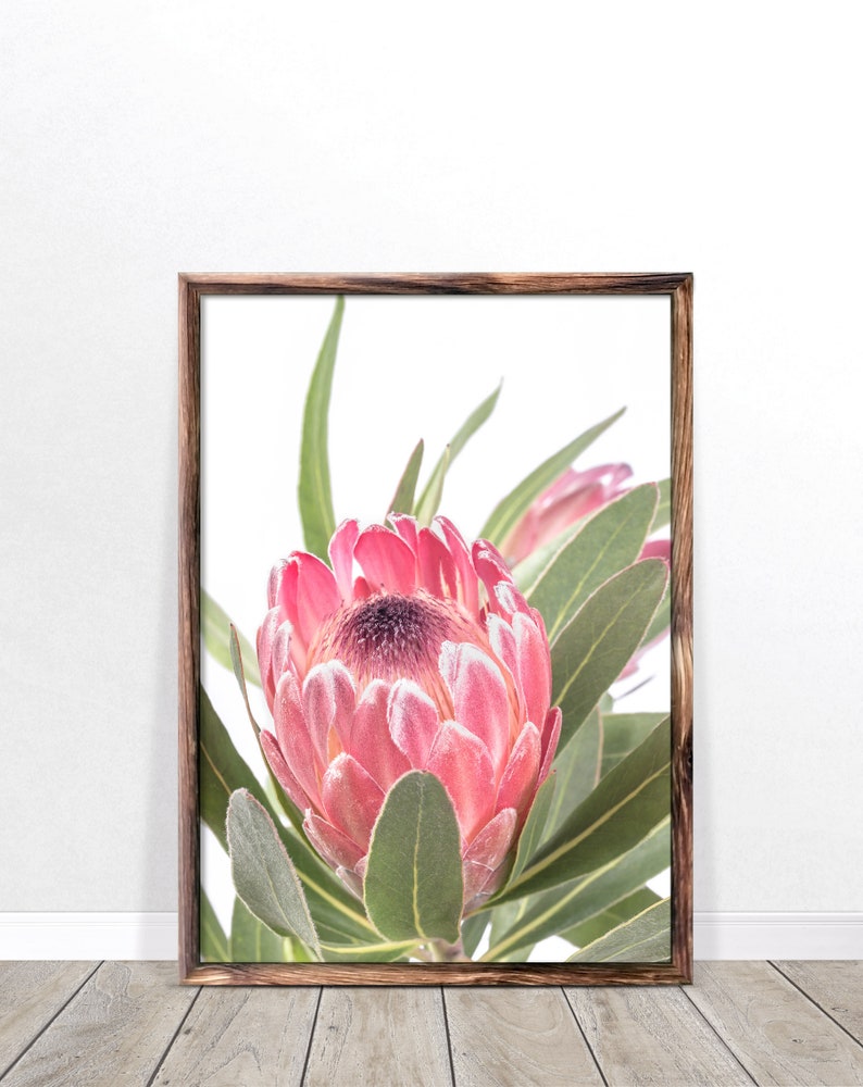 Protea Print, Flower Wall Art, Printable Poster, Digital Download ...