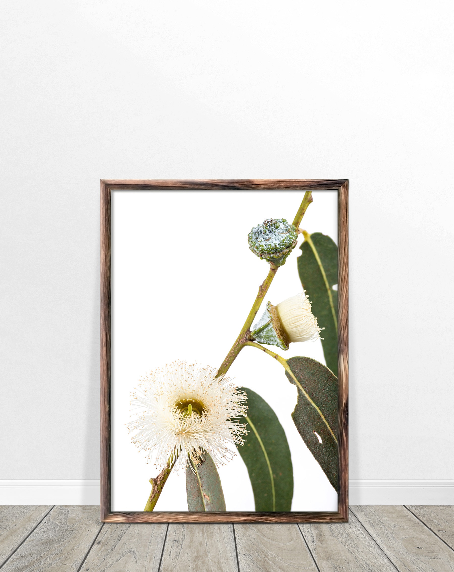 Australian Native Florals Set of 6 Prints Botanical Wall - Etsy Australia