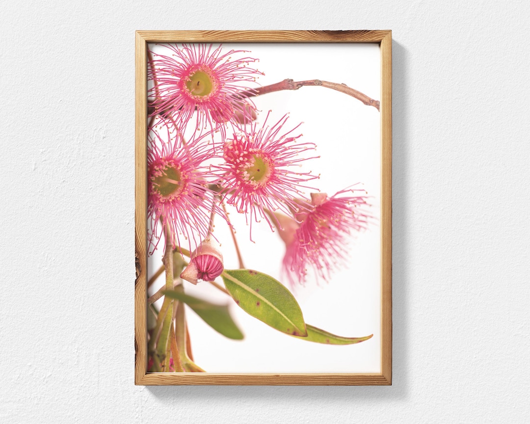 Flowering Gum Eucalyptus Print Digital Download - Australian Native ...