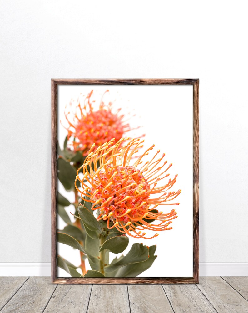 Waratah Print Australian Native Flower Printable Wall Art - Etsy