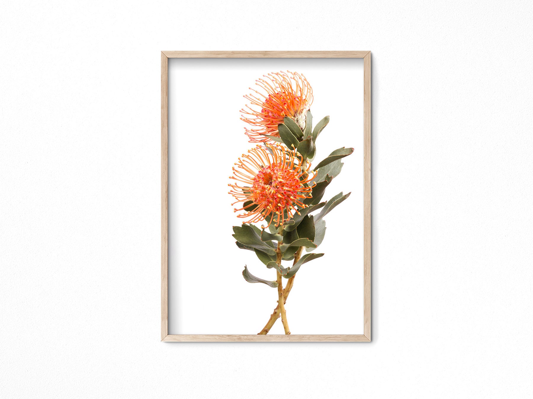 Protea Printable Wall Art Digital Download Flower Art | Etsy