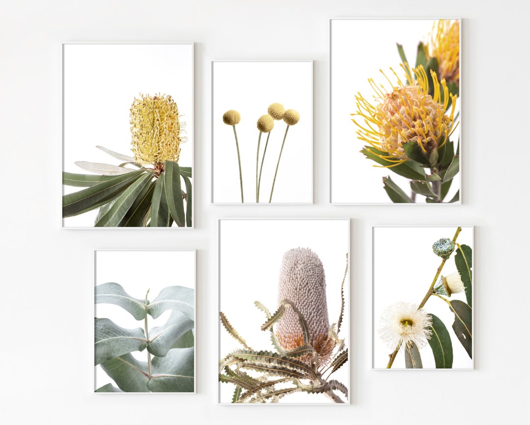 Australian Native Florals Set of 6 Prints, Botanical Wall Decor, Protea ...
