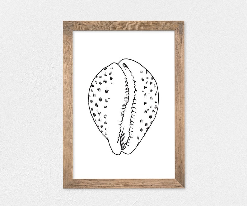 Cowrie Shell Coastal Wall Art Sea shell Wall Art Beach Wall | Etsy