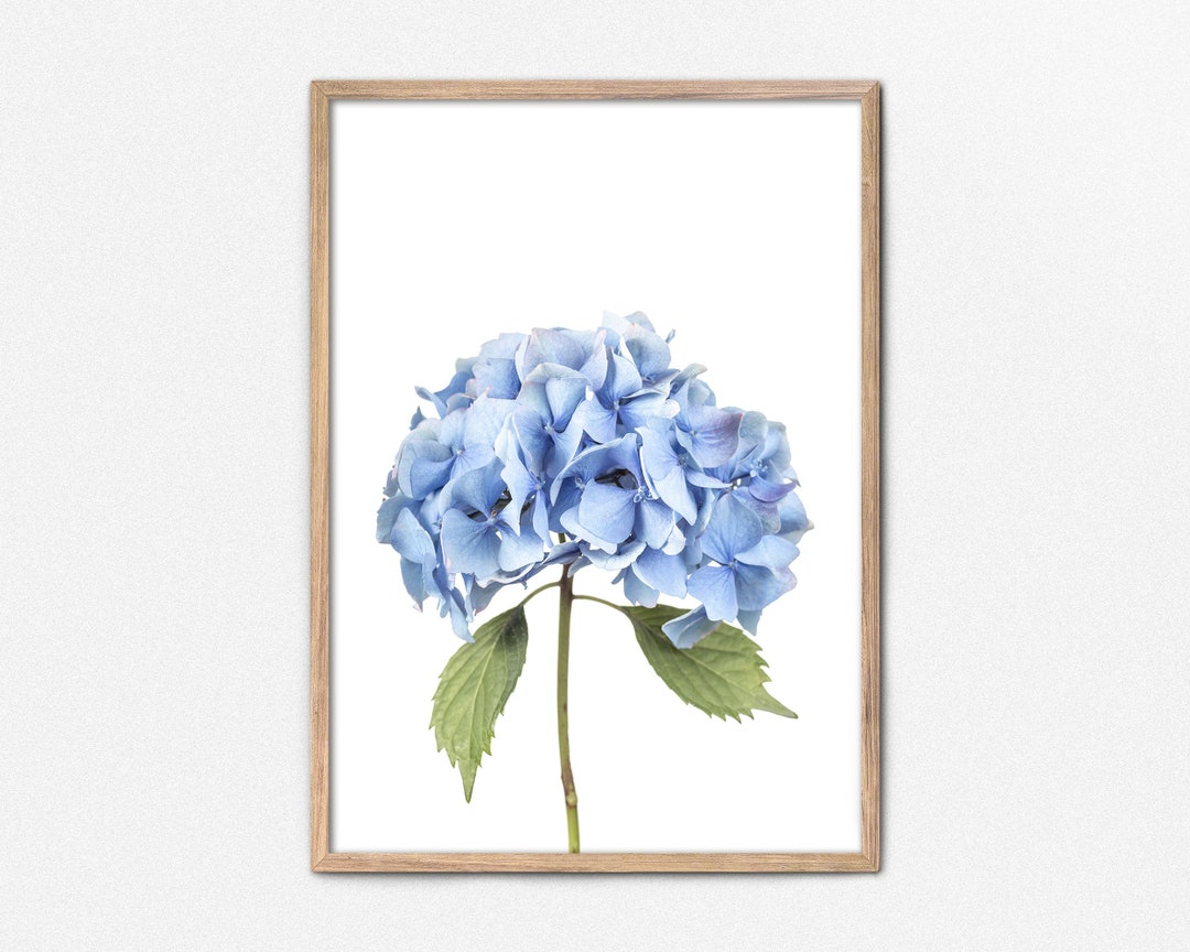 Blue Hydrangea Print, Printable Wall Decor Blue Flower Wall Art, Blue ...