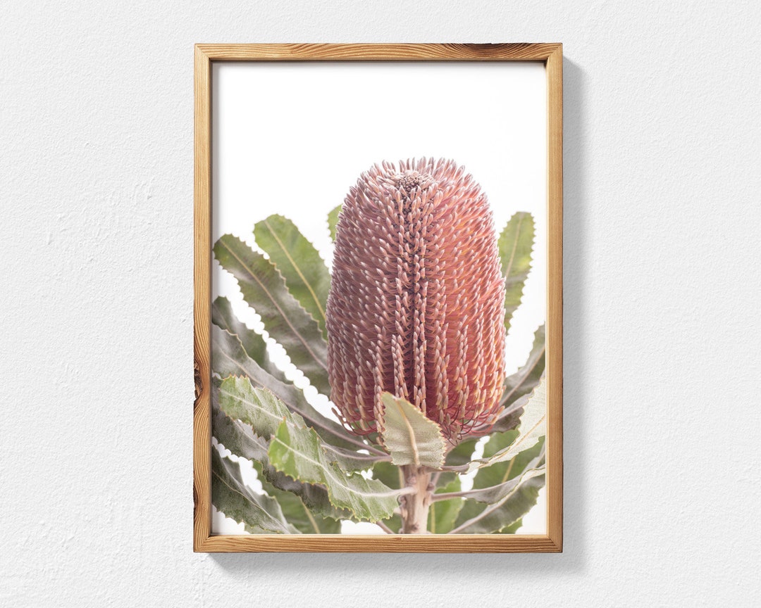 Pink Banksia Print Digital Download Australian Native Photography ...