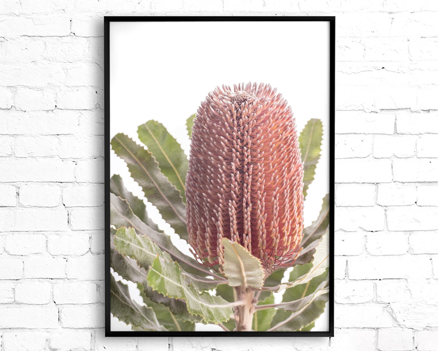 Pink Banksia Print Digital Download Australian Native - Etsy New Zealand