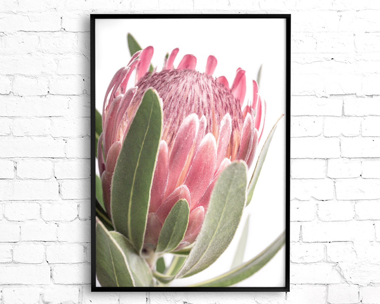 Protea Printable Wall Art Digital Download Flower Art - Etsy