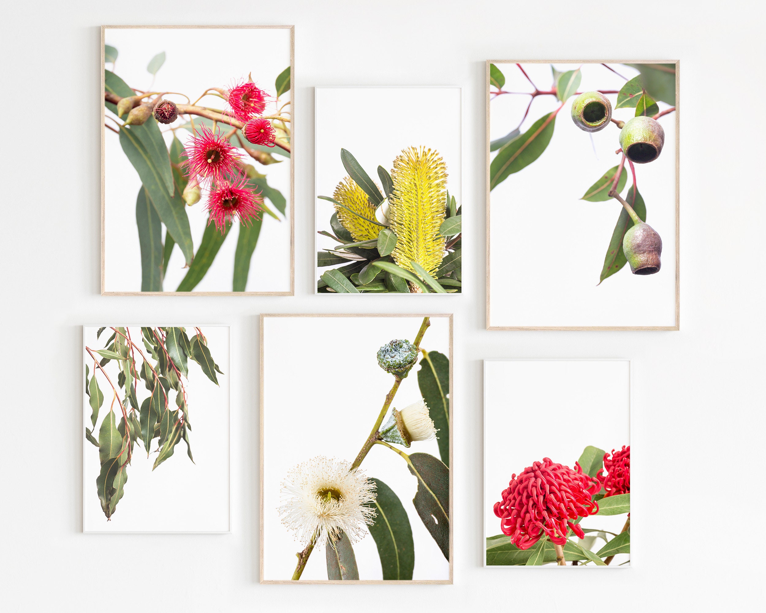Australian Native Florals Set of 6 Prints Botanical Wall - Etsy Australia