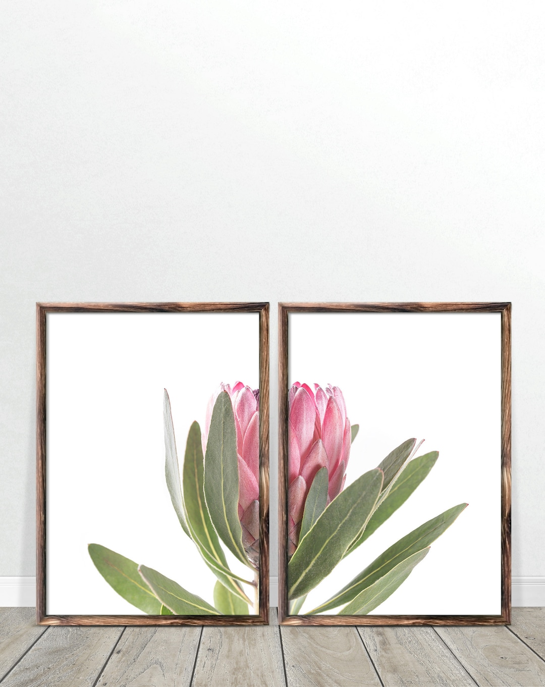 Protea Print Set of 2, Flower Wall Art, Australian Native Photography ...