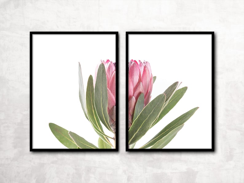 Protea Print Set of 2, Flower Wall Art, Australian Native Photography ...