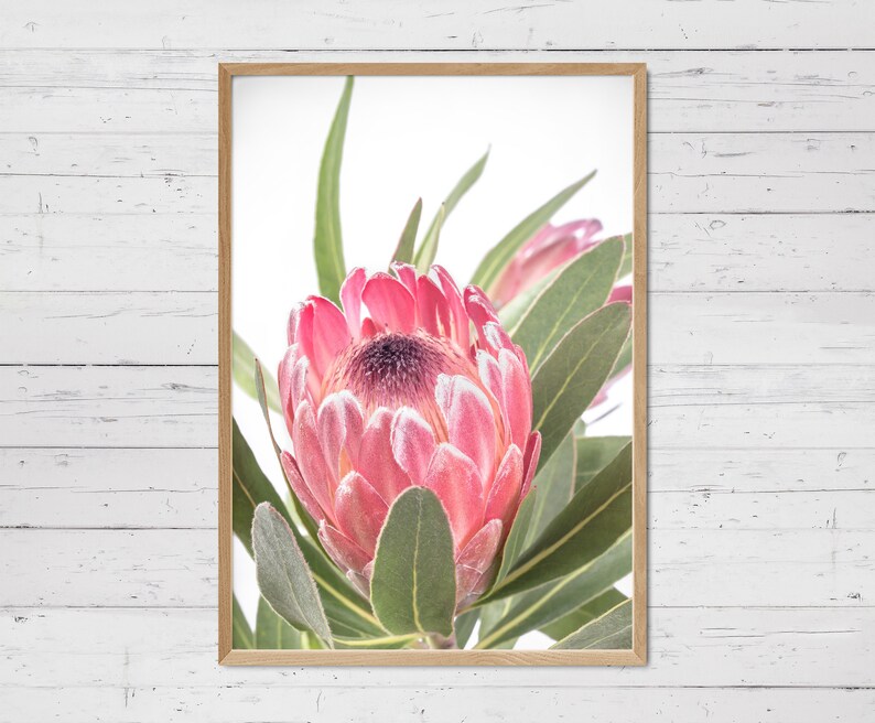 Protea Print, Flower Wall Art, Printable Poster, Digital Download ...