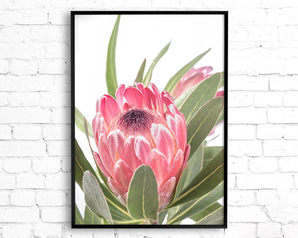 Protea Print Flower Wall Art Printable Poster Digital | Etsy