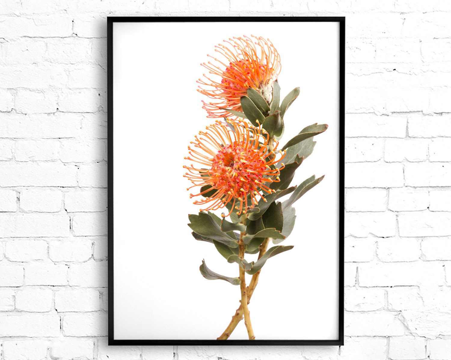 Protea Printable Wall Art Digital Download Flower Art | Etsy