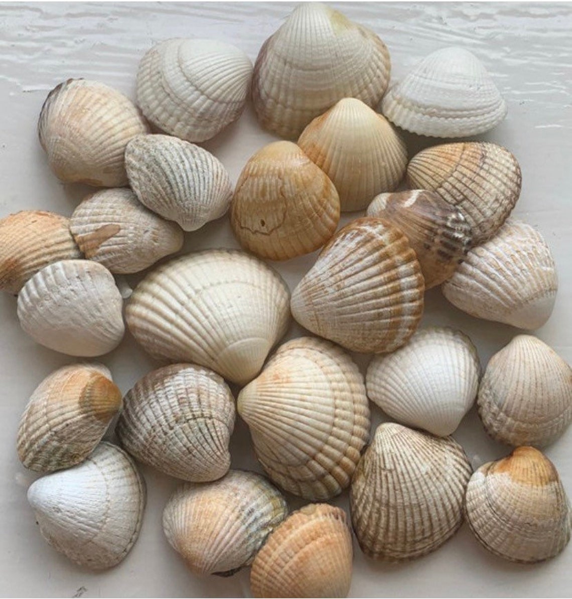 Sea Shell Tea-lights Handmade Mini Shell Candles White - Etsy