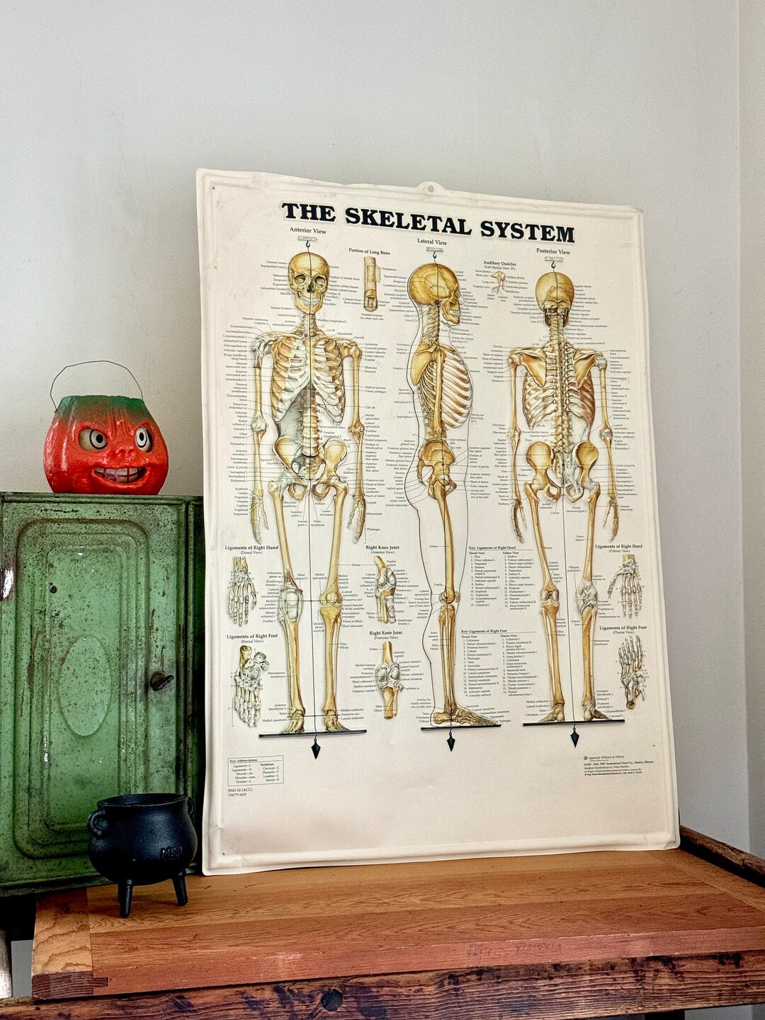 Vintage 3D Skeletal System Plastic Chart Lippincott Williams Wilkins ...