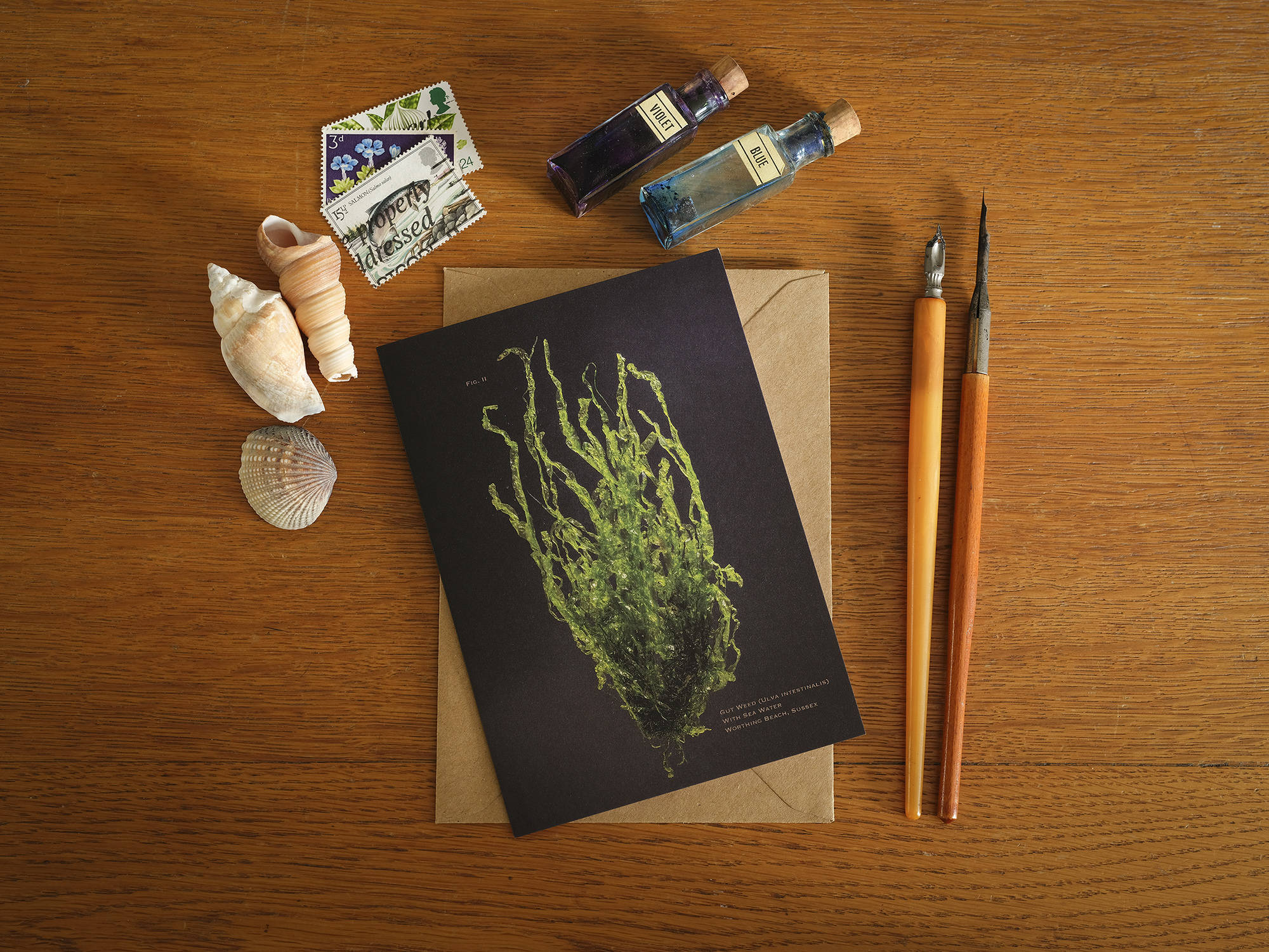 Gut Weed Seaweed Card A6 Greeting Card Beautiful Coastal Art Card - Etsy