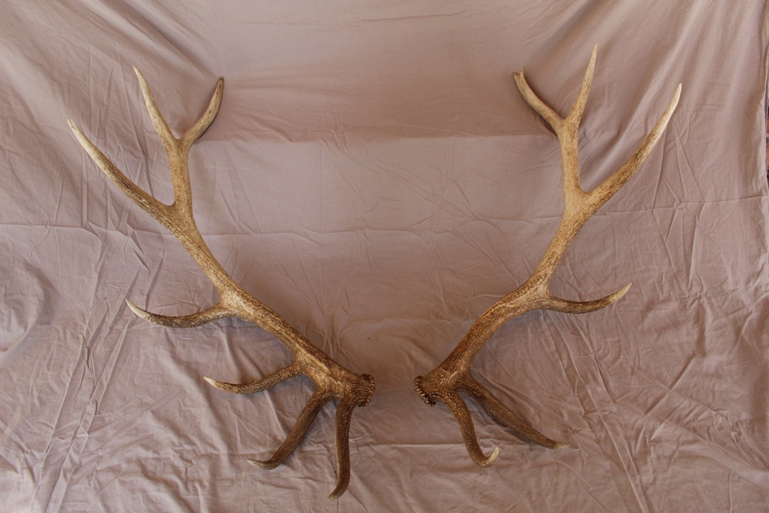 Huge Trophy Elk Antler Set Set of Elk Antlers Triple Brow Tine Elk ...