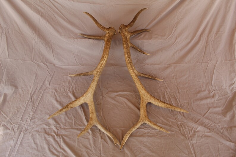 Huge Trophy Elk Antler Set Set of Elk Antlers Triple Brow Tine Elk ...