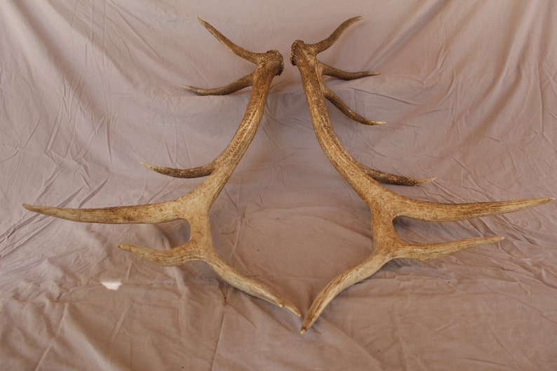 Huge Trophy Elk Antler Set Set of Elk Antlers Triple Brow Tine Elk ...