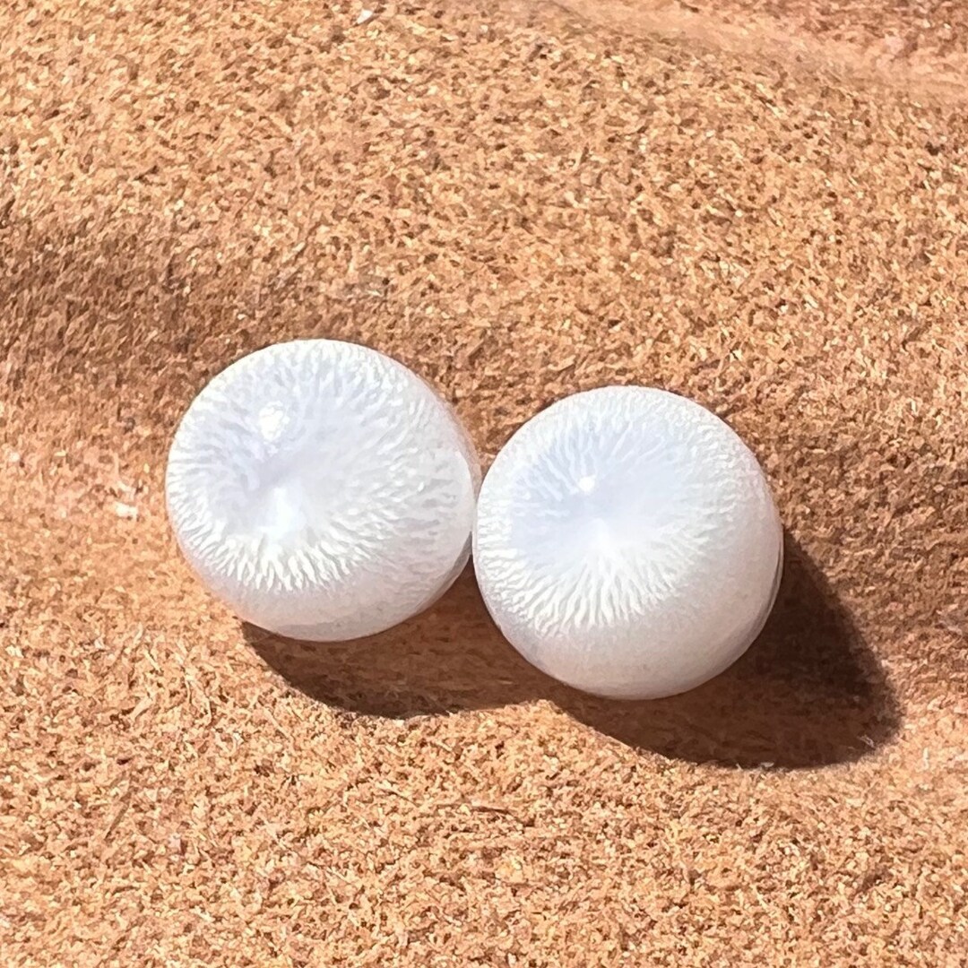 3.73CT/3.56CT Tridacna White Clam Pairs Pearl, Tridacna Gigas Pearl ...