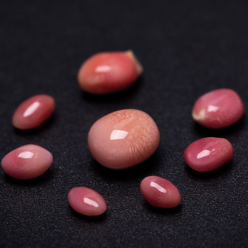 Wholesale Queen Conch Pearl From Caribbean Sea Pearls | Etsy