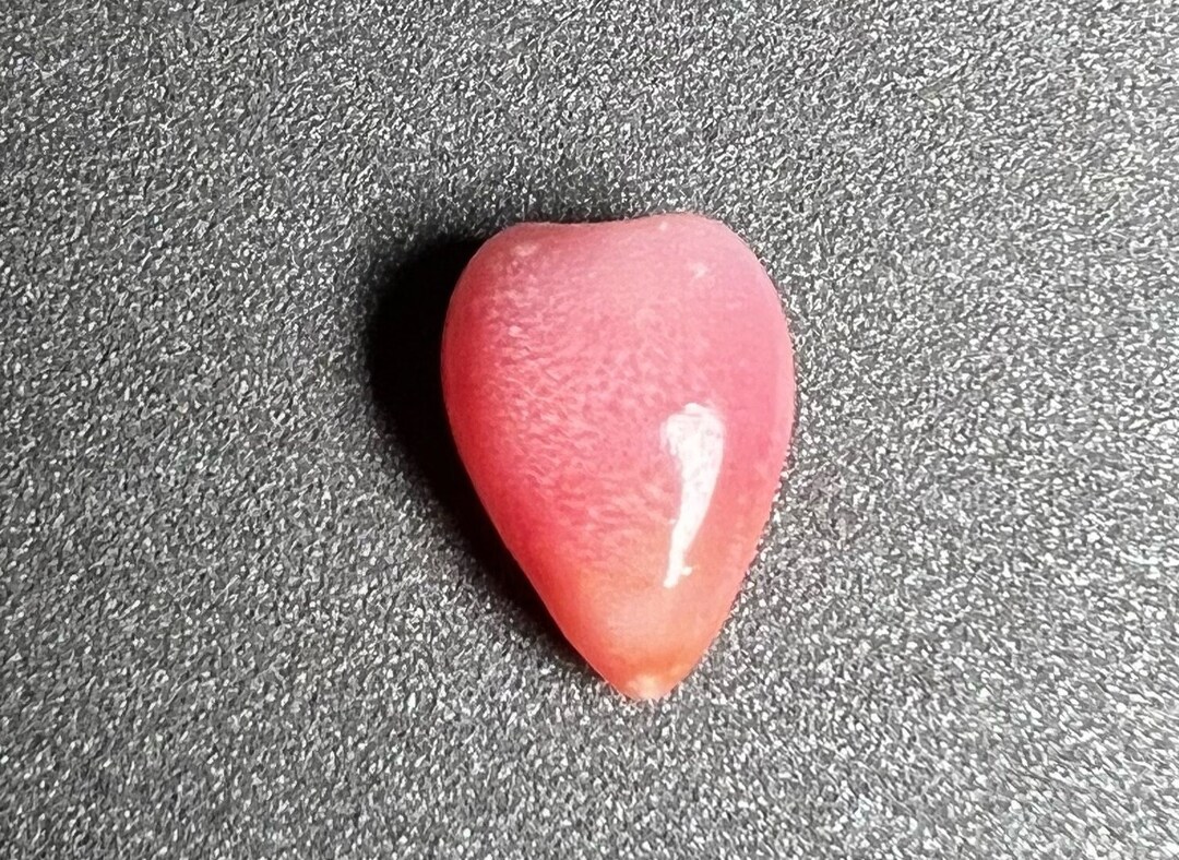 2.31carat love Shape Queen Conch Pearl From Caribbean Sea, Pearls ...