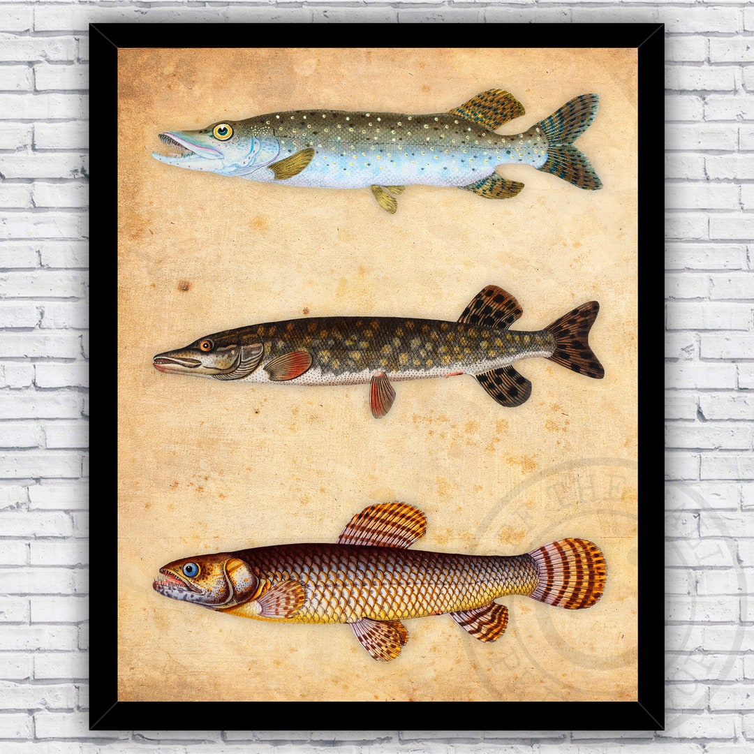 Pike Fish Species Illustration (northern and Malabar) - Vintage Repro ...