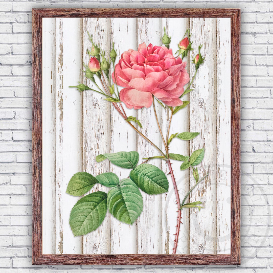 Pink Rose Flower Rustic Shabby Chic Art Print - Wall Decor - Size and ...