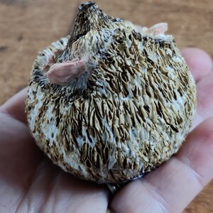 Painted Teasel the Hedgehoglet, Baby Hedgehog - Etsy